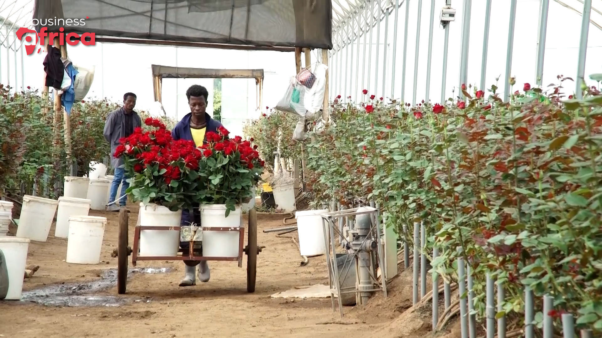 Horticulture, an Ethiopian success story | Africa on air