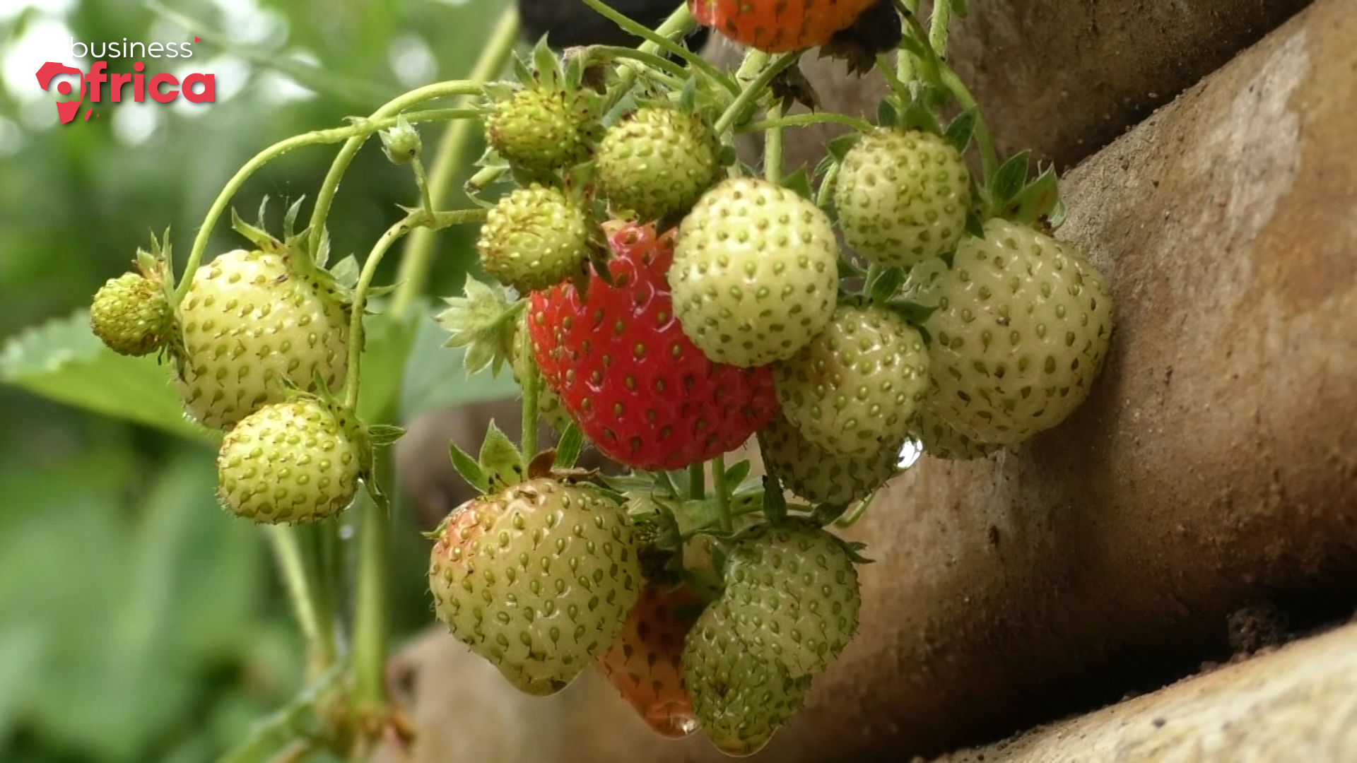 Growing strawberries in Cameroon: a challenge taken up by local ...